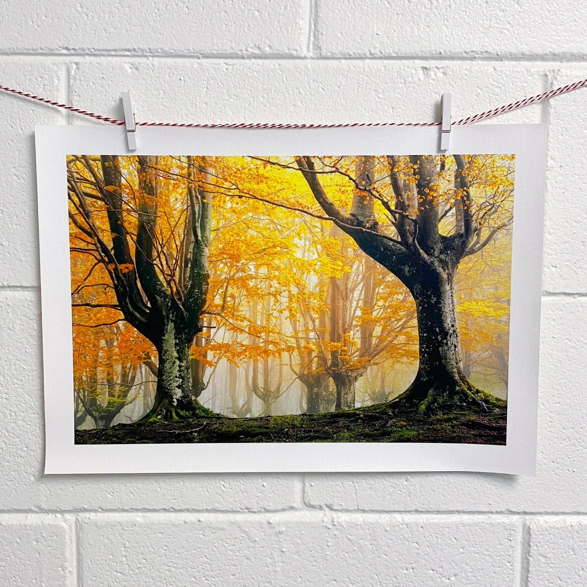 Loose Canvas Giclee Prints | Stackhouse Printery | The Stackhouse Printery